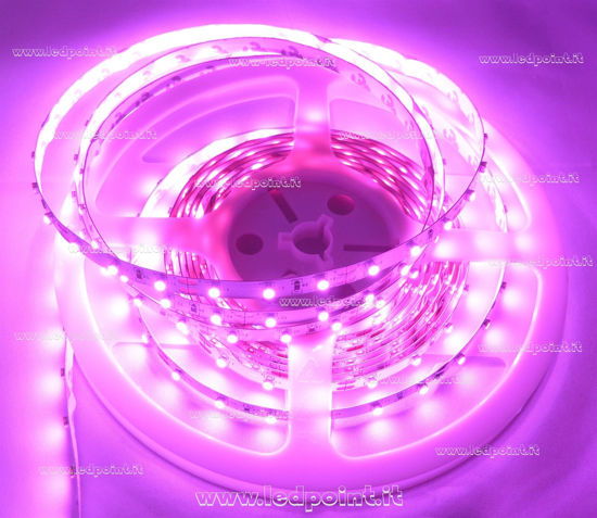 Ledpoint S.r.l. | Striscia led 5m rosa 3528 60led/m 12V